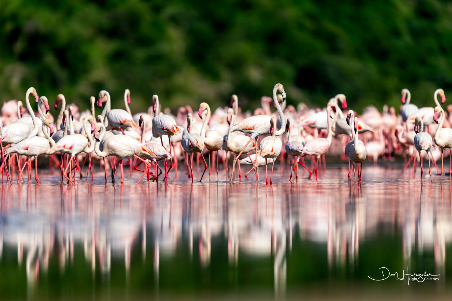 Flamingo Flock | Lava Light Galleries
